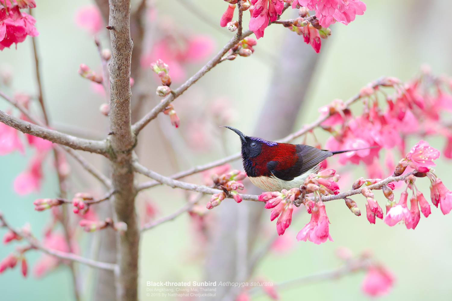 BIRDs OF THAILAND by UNOHO [ Volume I ]